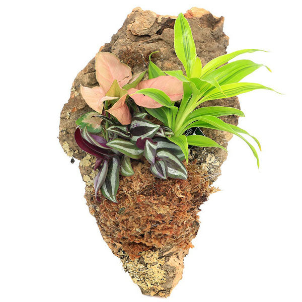 チャーム （観葉植物）バージンコルクプランツ ミニ観葉3種 品種おまかせ（1個） 345781（直送品） - アスクル