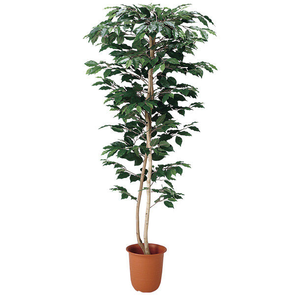 アルファ ベンジャミン(M) グリーン TI8-0194 1ヶ（直送品） - アスクル