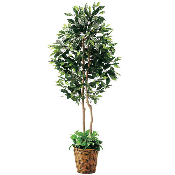 アルファ フィカスツイン TI8-0246 1ヶ（直送品） - アスクル