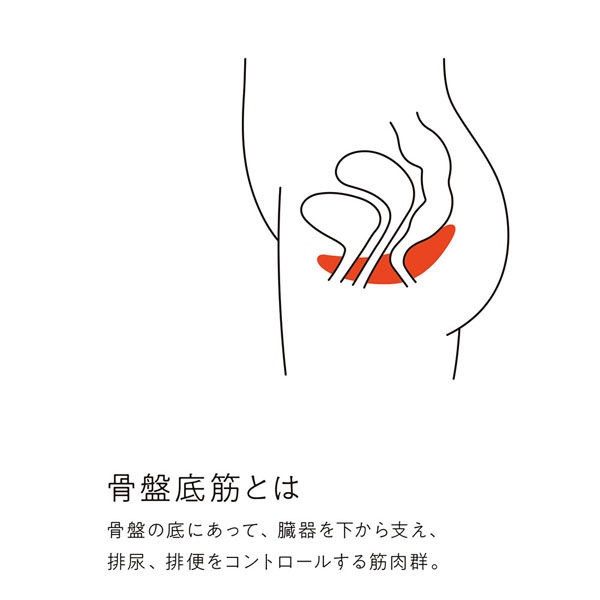 SAKURAI(サクライ) トレーニング器具 骨盤底筋しまり 54174 1 SAKURAI(サクライ) トレーニング器具 骨盤底筋しまり 54174 1