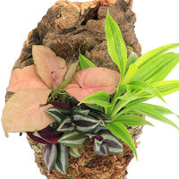 チャーム （観葉植物）バージンコルクプランツ ミニ観葉3種 品種おまかせ（1個） 345781（直送品） - アスクル